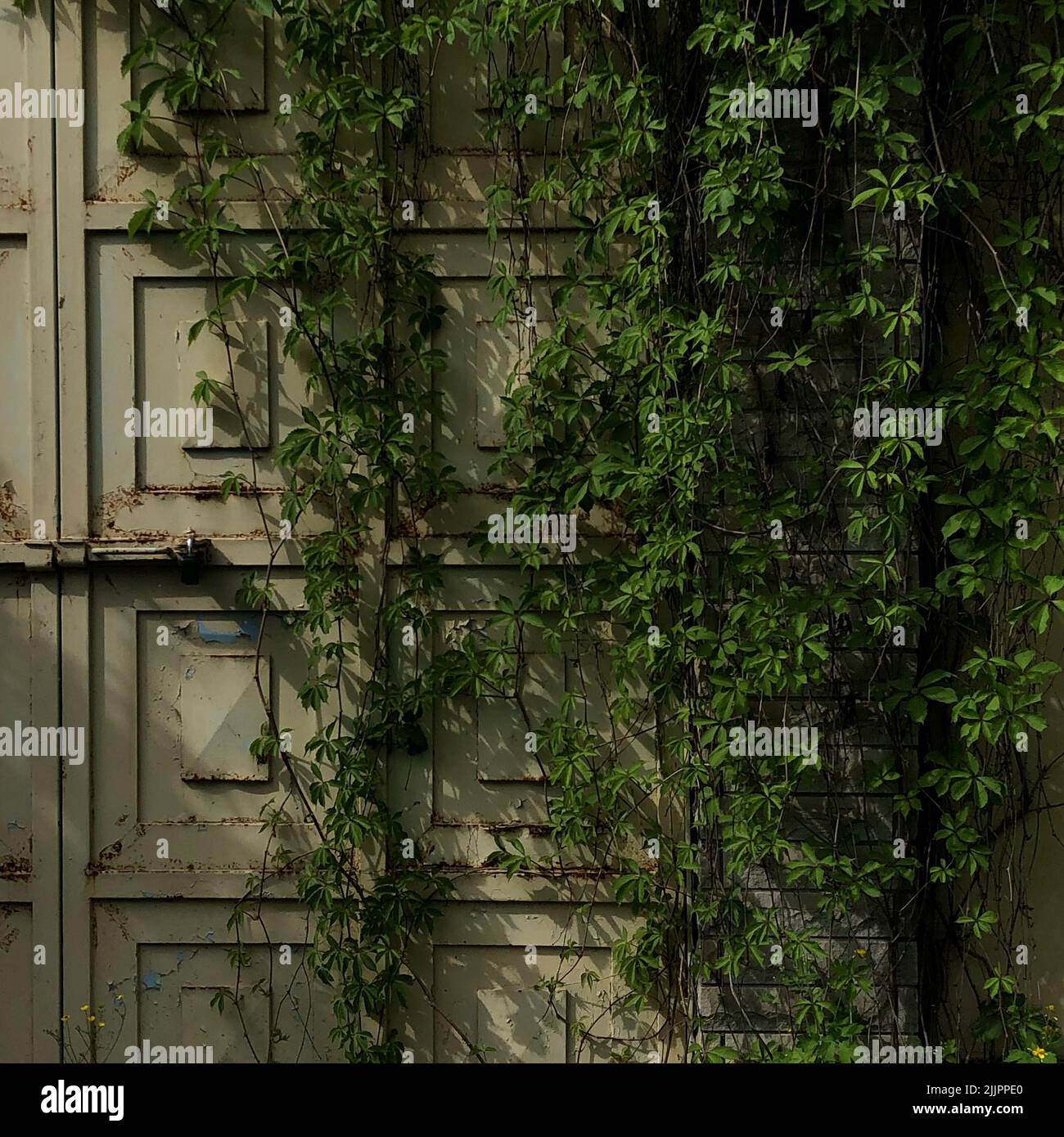 A Virginia Creeper green plant climbing on a rusty olive color gate ...