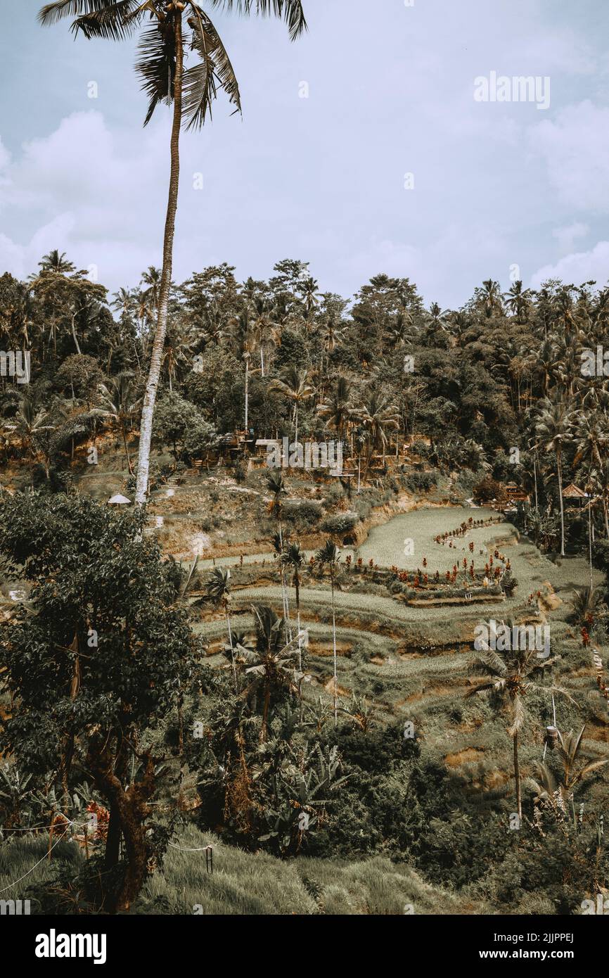 A vertical shot of Bali Rice Terrac Stock Photo - Alamy