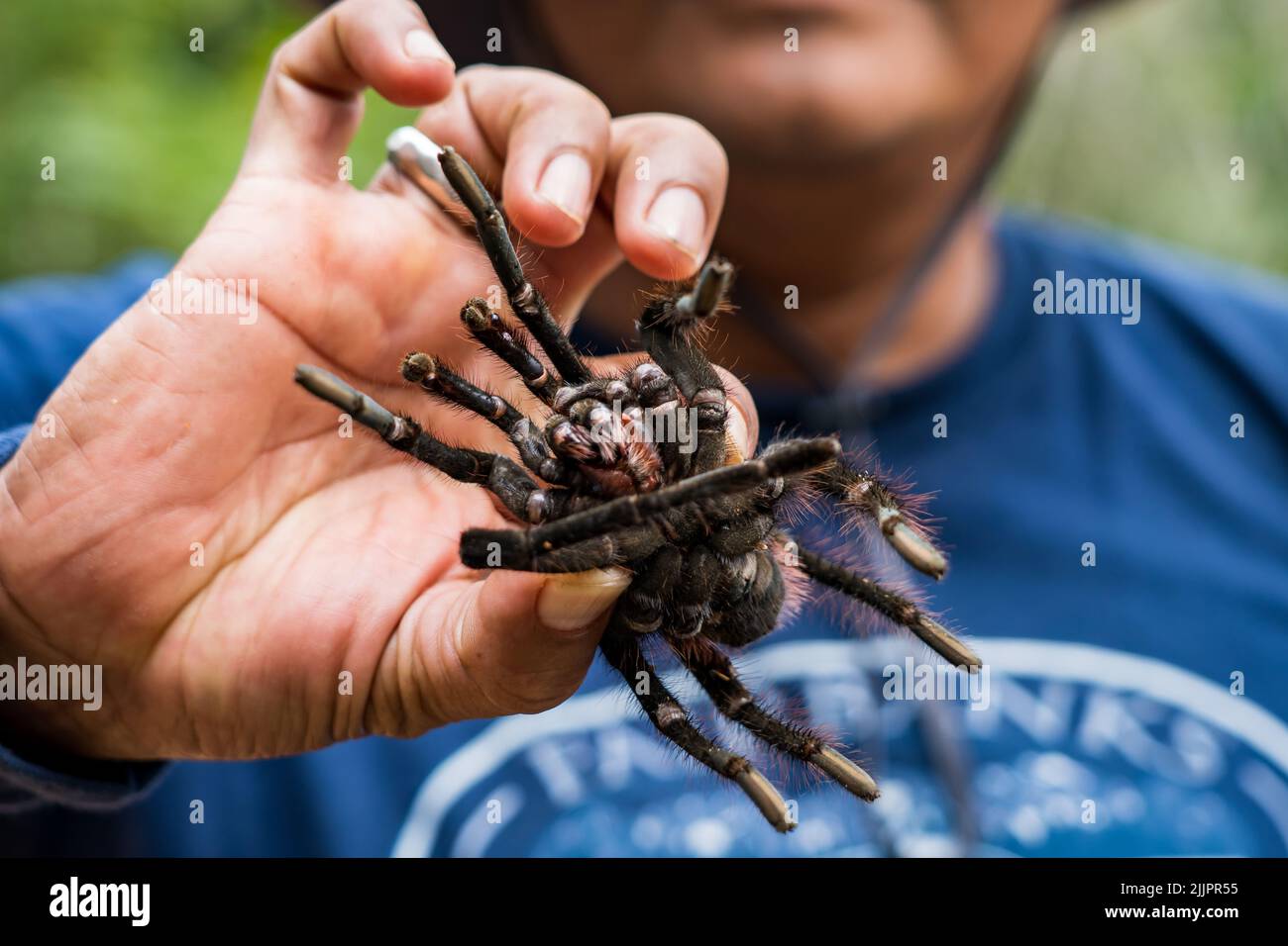 The Goliath birdeater tarantula (Theraphosa blondi) in the Peruvian ...