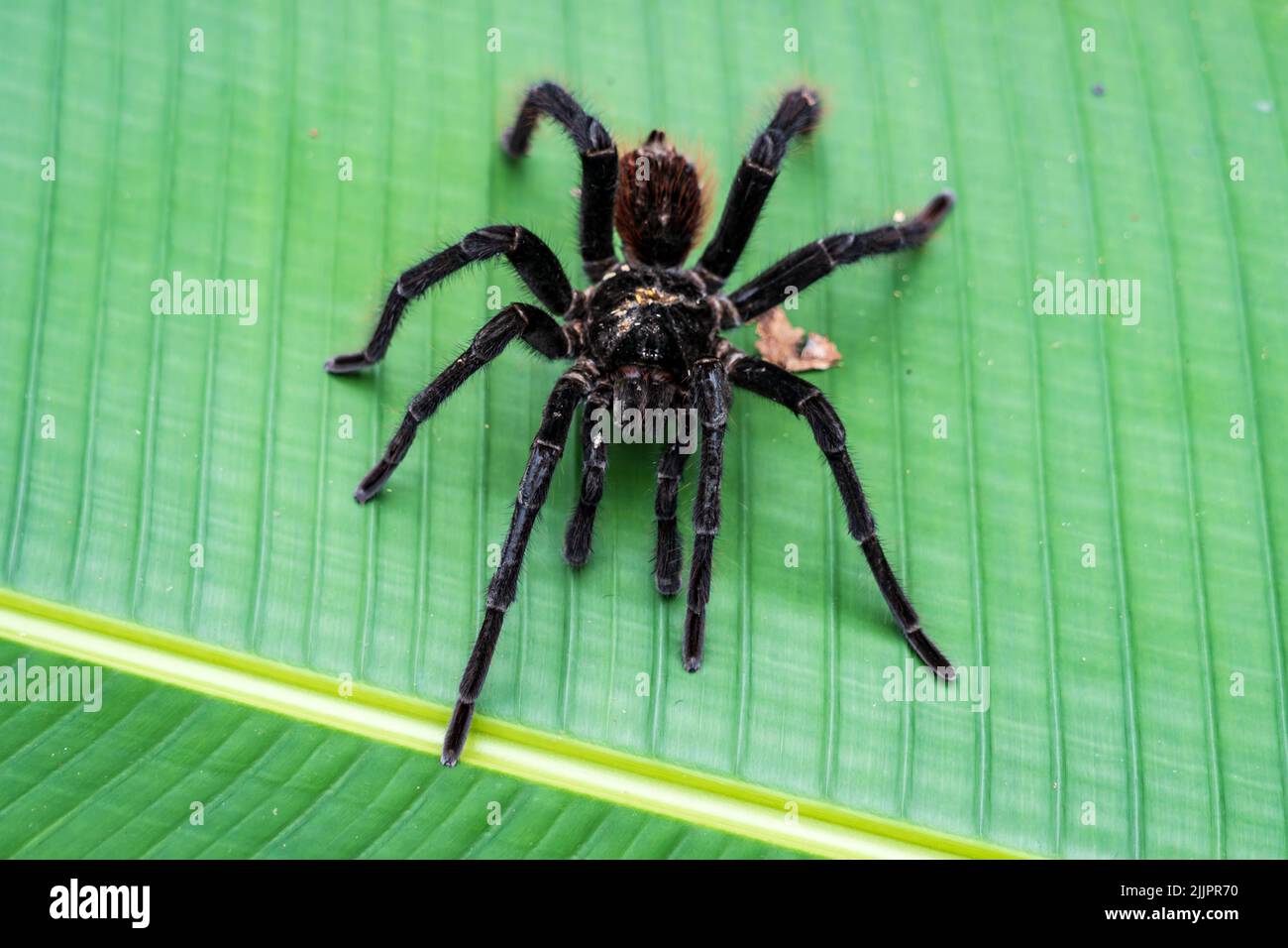 The Goliath birdeater tarantula (Theraphosa blondi) in the Peruvian ...