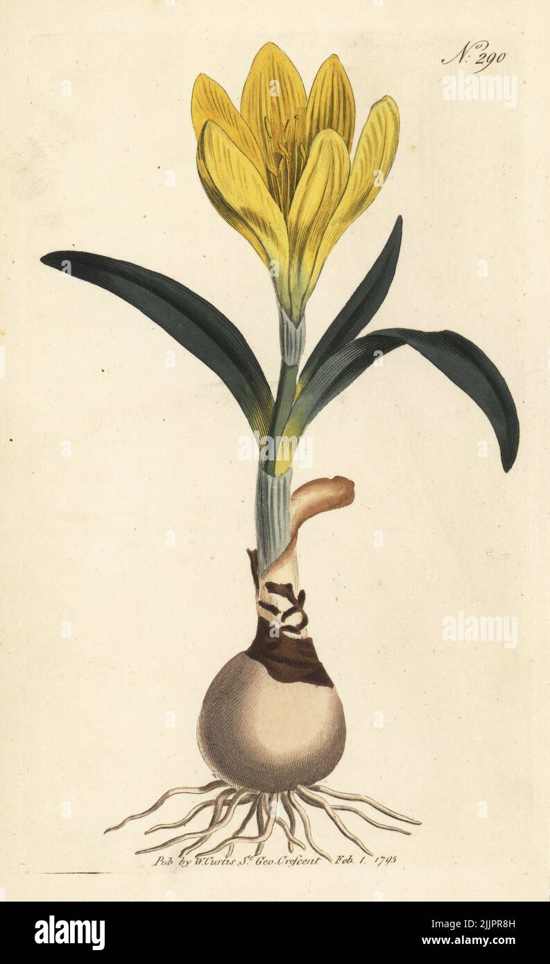 Winter daffodil, Sternbergia lutea. Native of Spain, known to Dutch ...