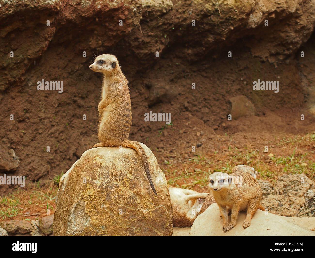 Two funny Meerkat sitting on the rocks on a sunny day Stock Photo - Alamy