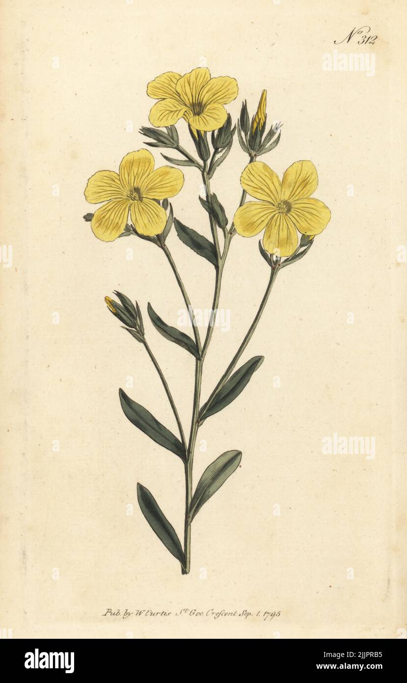 Yellow flax or golden flax, Linum flavum. Native to central and ...