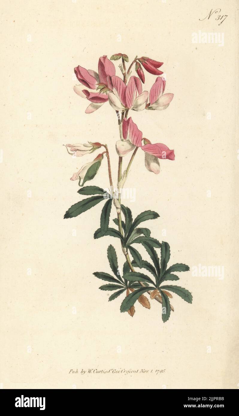 Shrubby rest-harrow, Ononis fruticosa. Native to the south of France ...