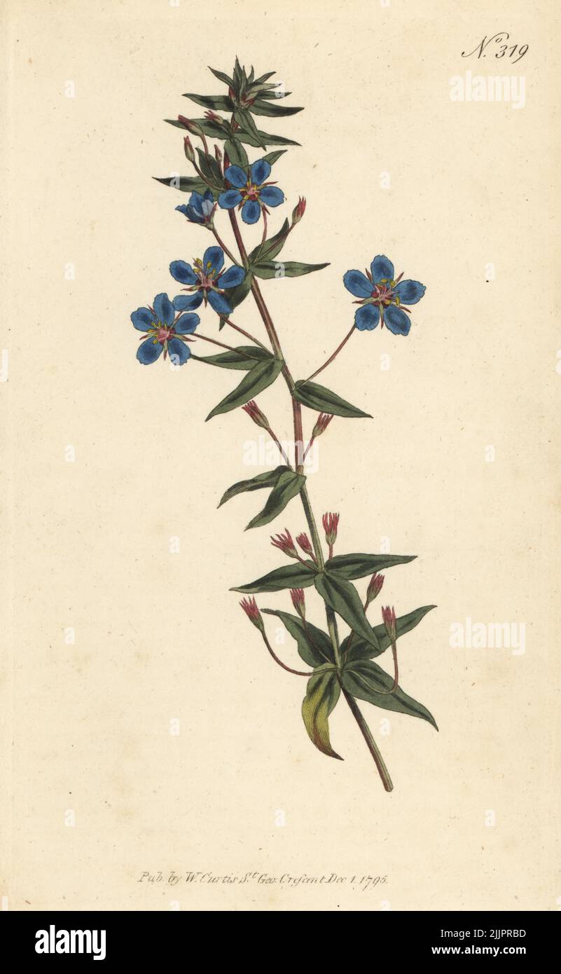 blue pimpernel or garden pimpernel, Lysimachia monelli. Italian ...