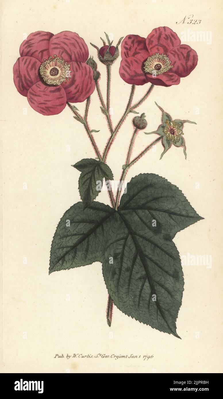 Flowering raspberry, Rubus odoratus. Native of North America ...