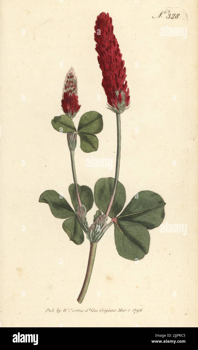 Crimson clover, Italian clover or crimson trefoil, Trifolium incarnatum ...