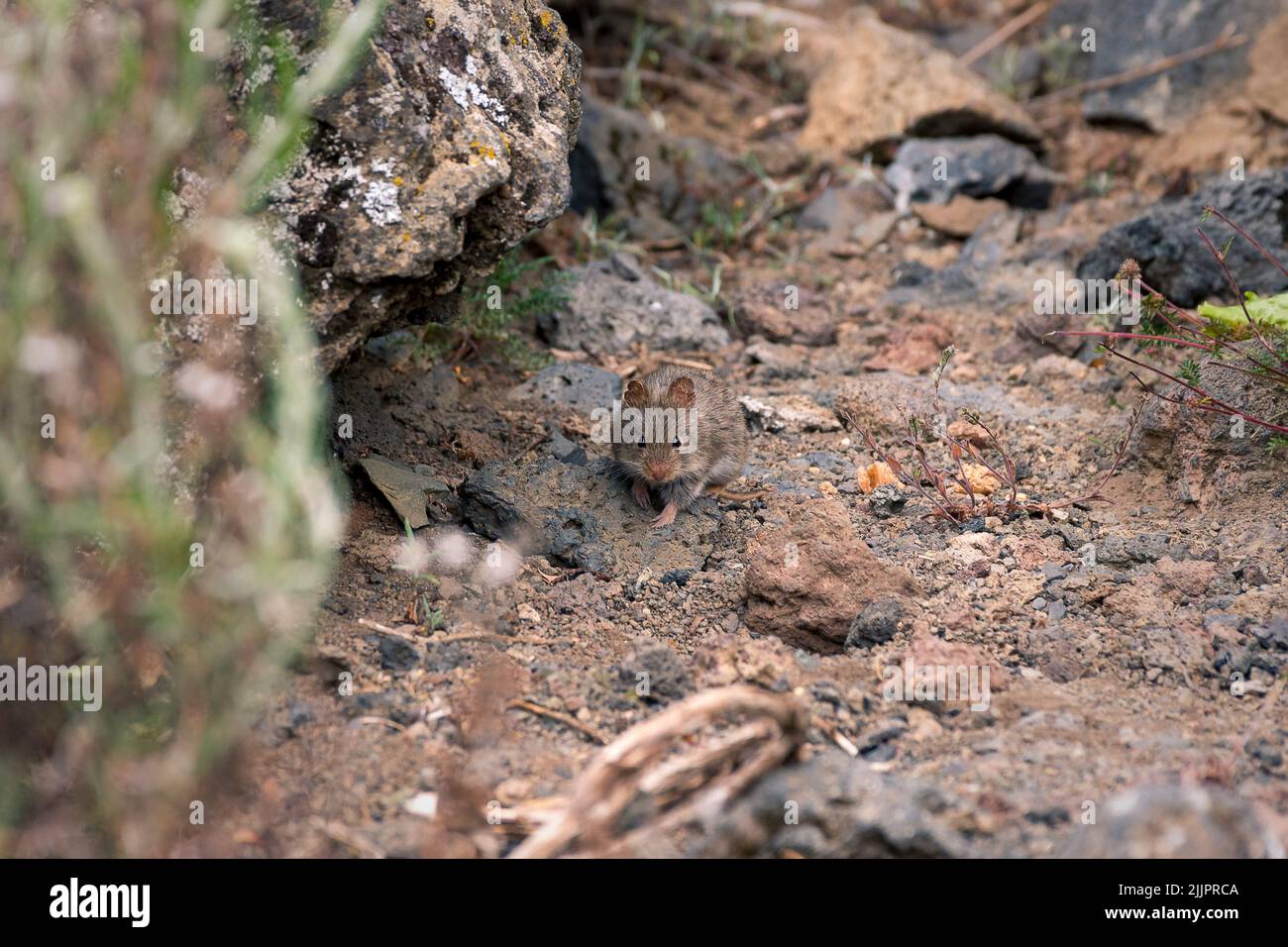 Little mouse hi-res stock photography and images - Alamy