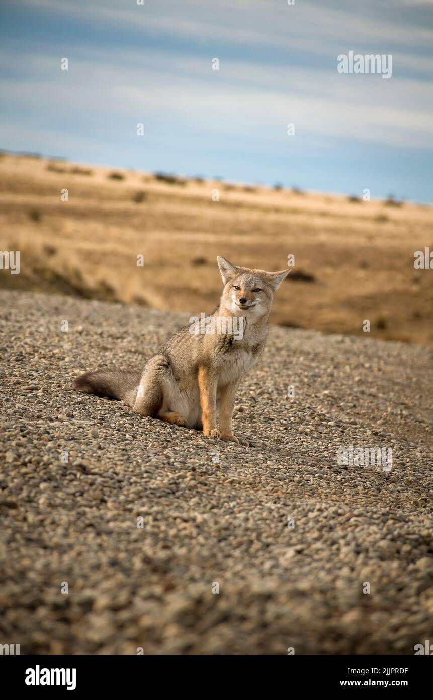 A vertical shot of a Coyote sitting on the ground under a blue cloudy ...