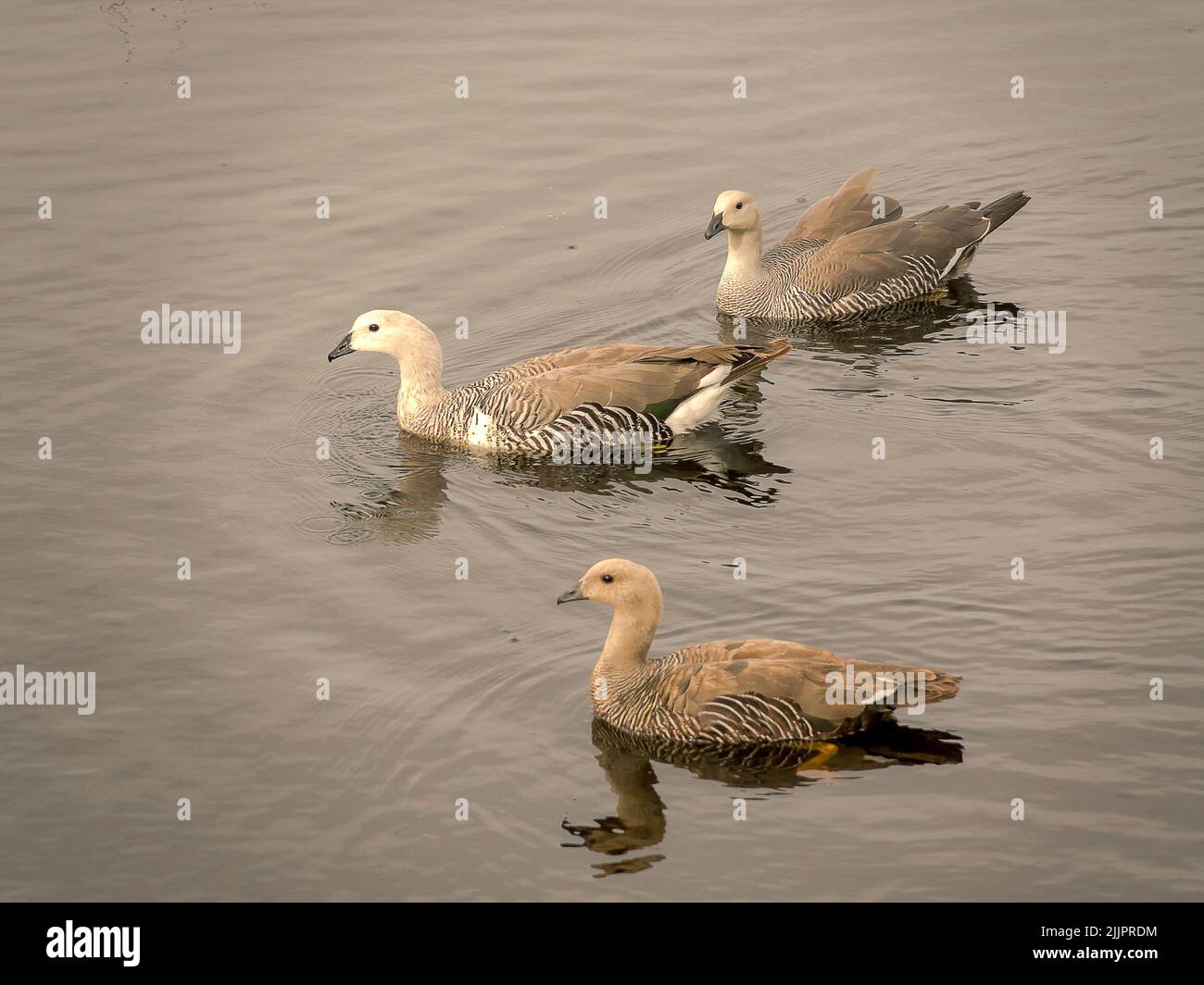 Three beautiful geese swimming hi-res stock photography and images - Alamy