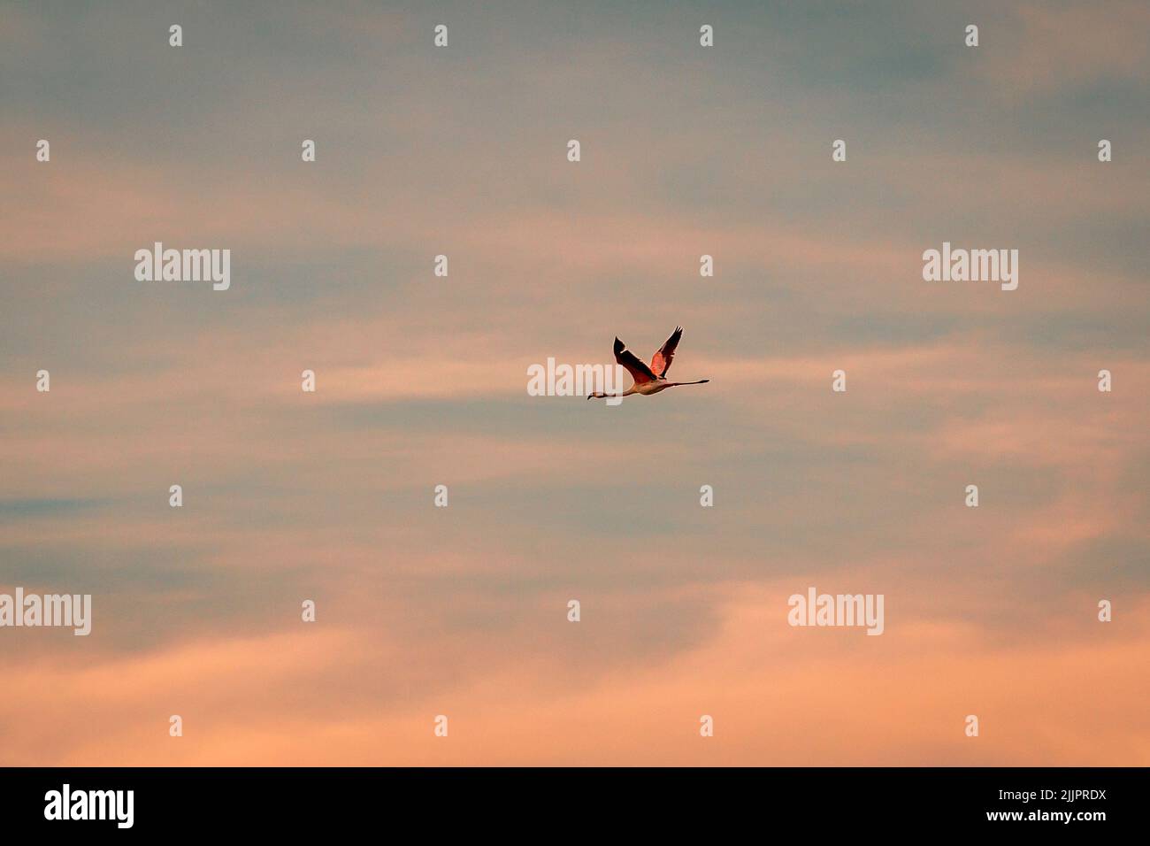 A red flamingo flying high in the blue cloudy sky during the sunset ...