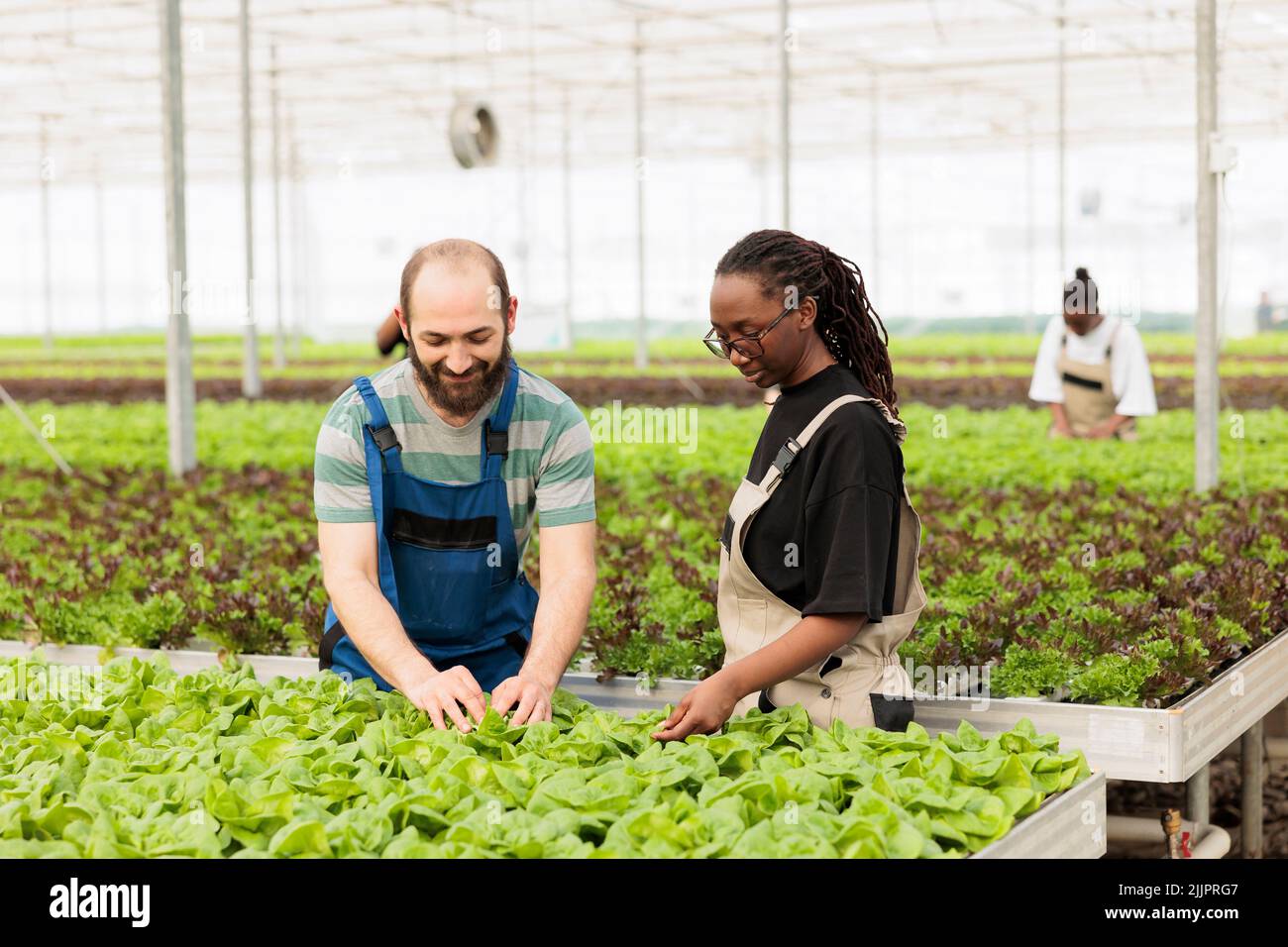 Diverse greenhouse workers looking and smiling while doing quality ...