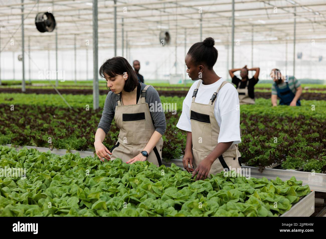 Caucasian woman and african american farmer doing quality control for ...