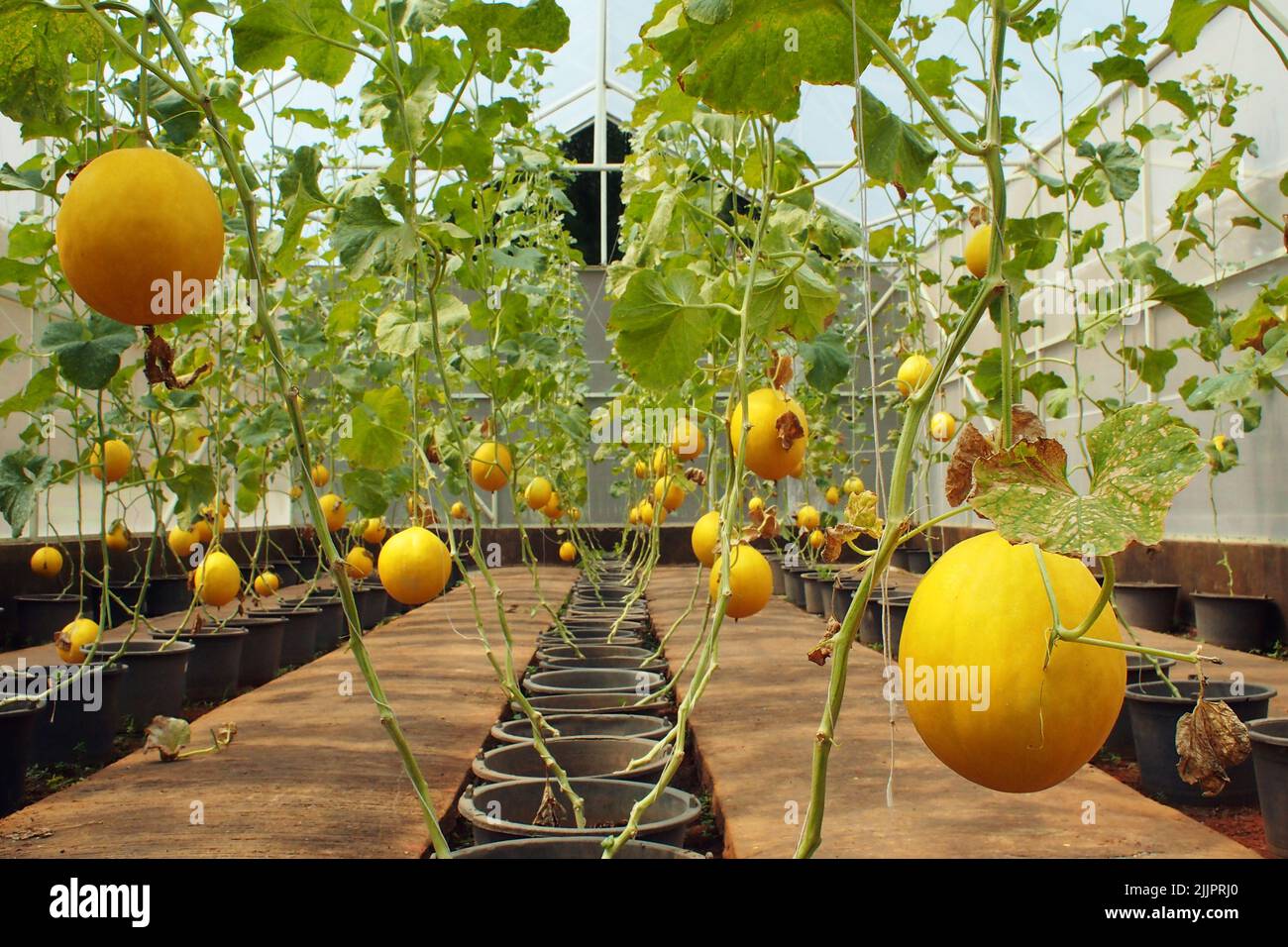 Melon with a view hi-res stock photography and images - Alamy