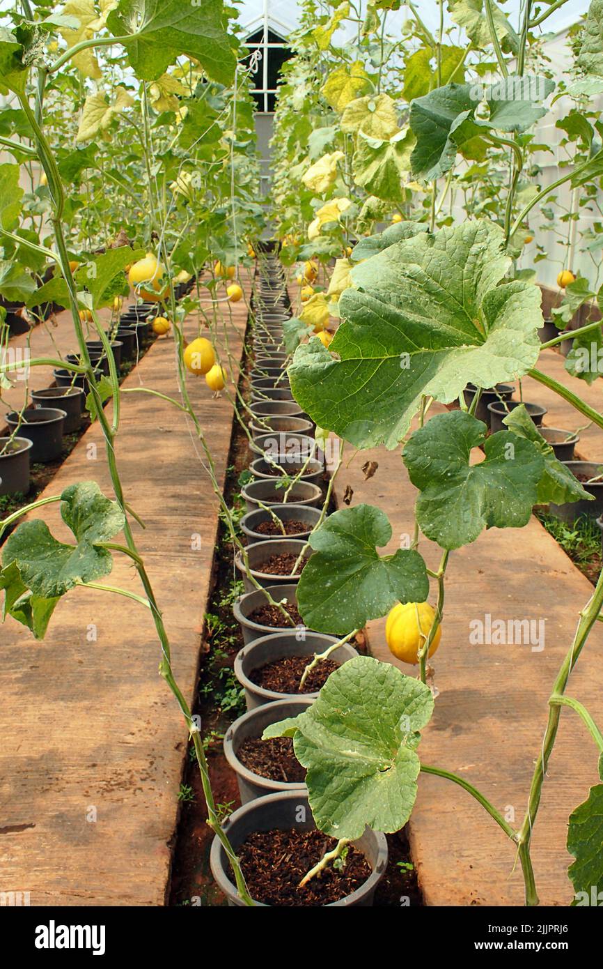 A vertical shot of lemon plant rows in a garden Stock Photo - Alamy