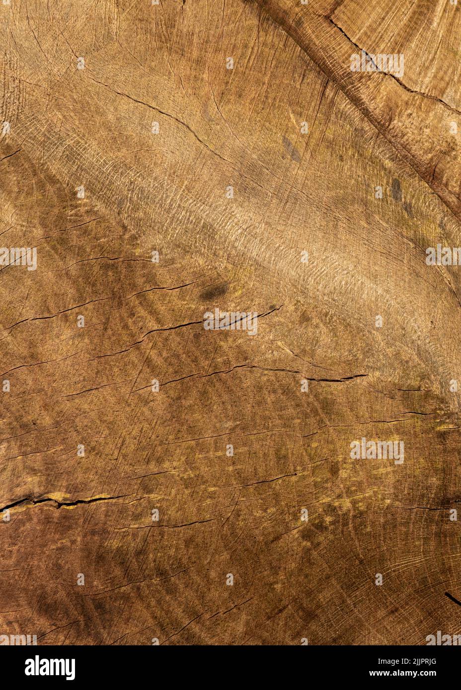 A brown wooden bark texture background - real oak wood Stock Photo - Alamy