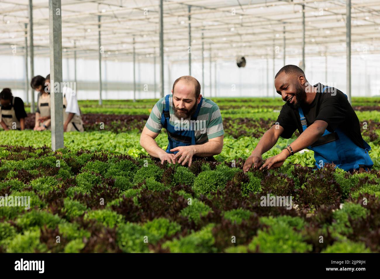 Diverse people working hard checking plants development and picking ...
