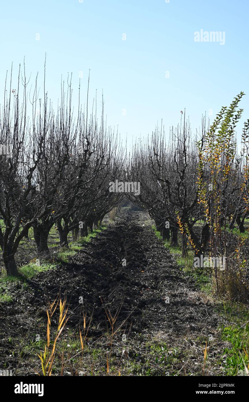 A vertical shot of trees without leaves in a farm with clear sky Stock ...