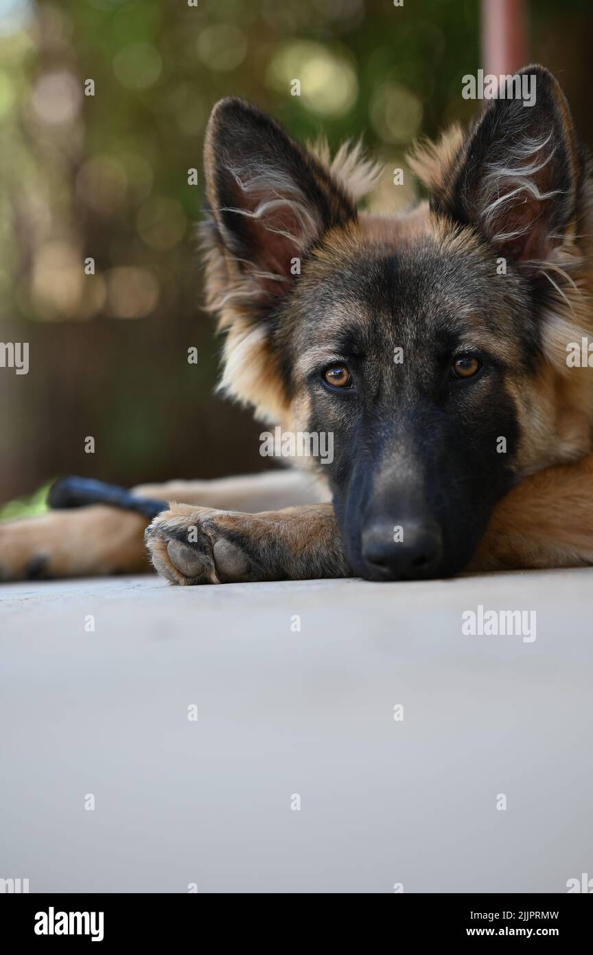 Sheppard and his dog hi-res stock photography and images - Alamy
