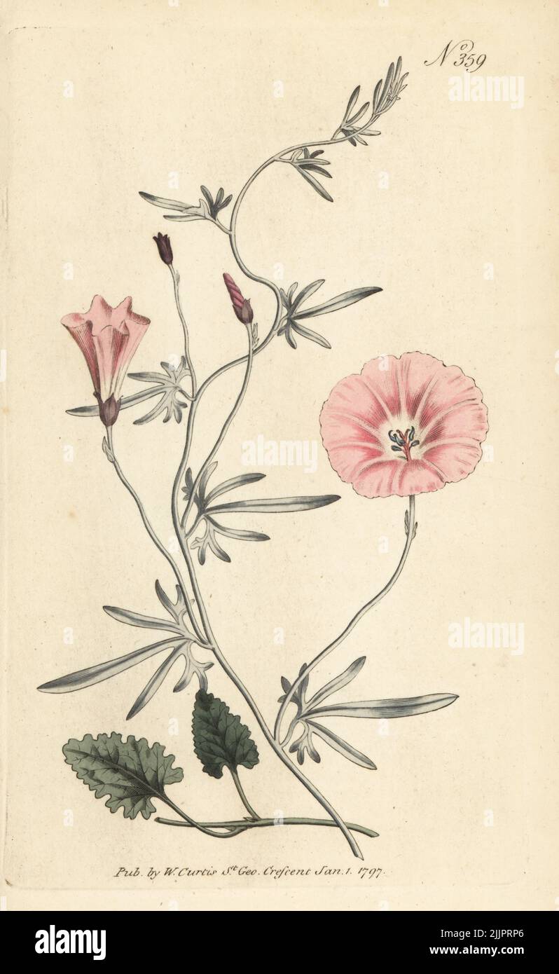 Silky leaved convolvulus hi-res stock photography and images - Alamy