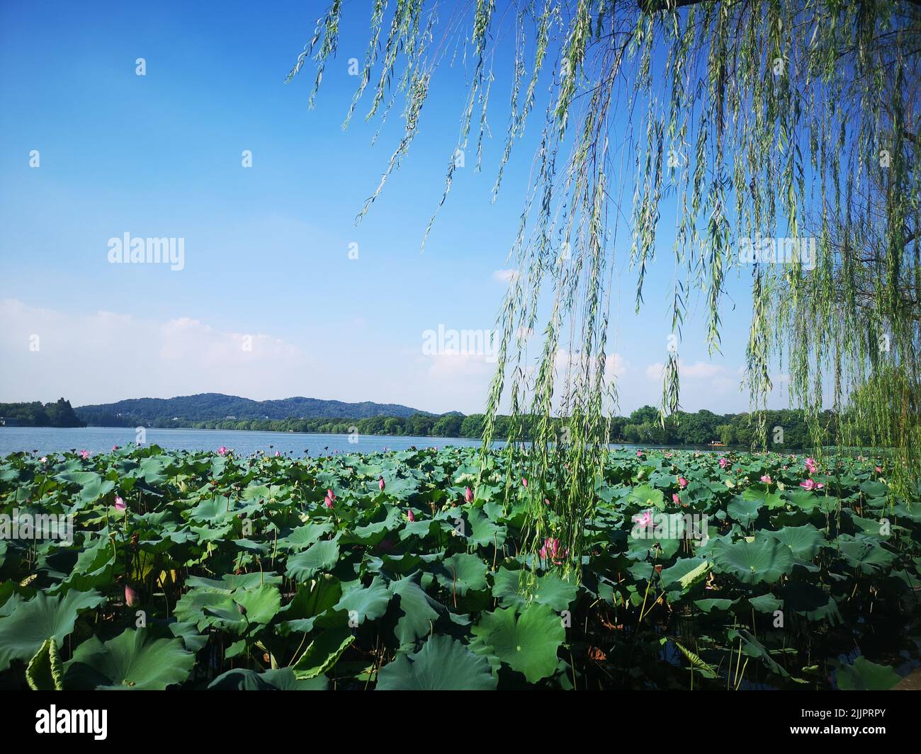 A landscape view of Nelumbo nucifera plants by the water under a blue ...