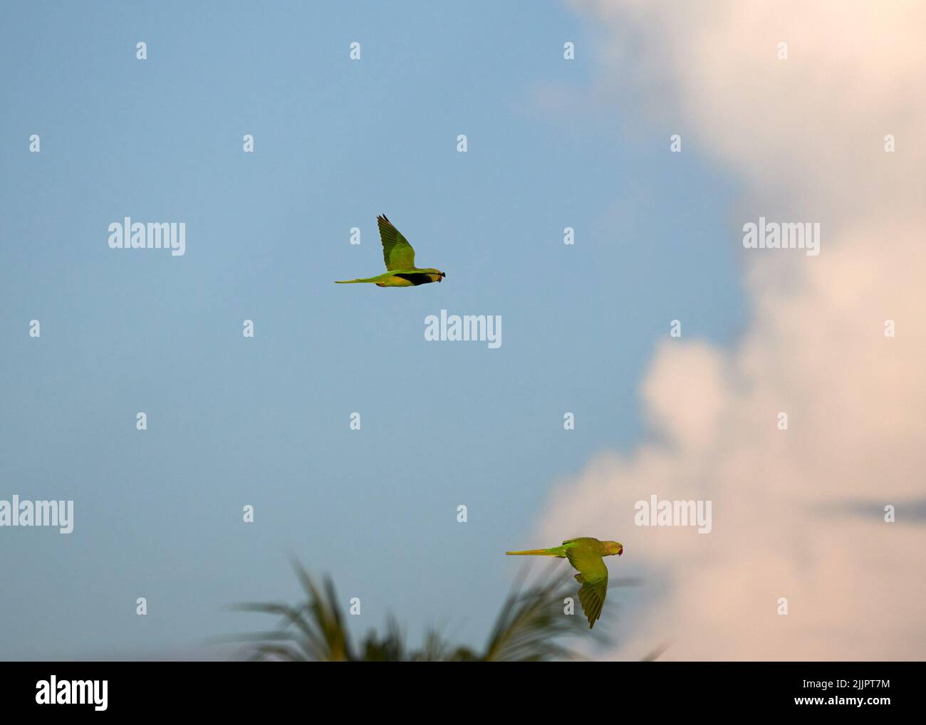 A flock of macaws flying in the sky on a sunny day Stock Photo - Alamy
