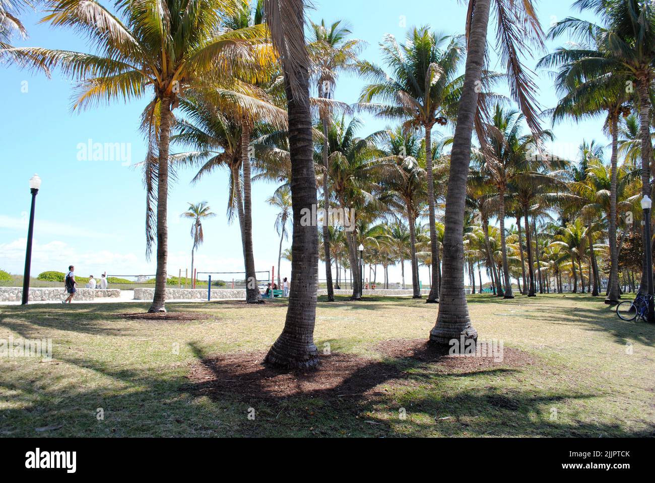 Shot palm trees park view hi-res stock photography and images - Alamy