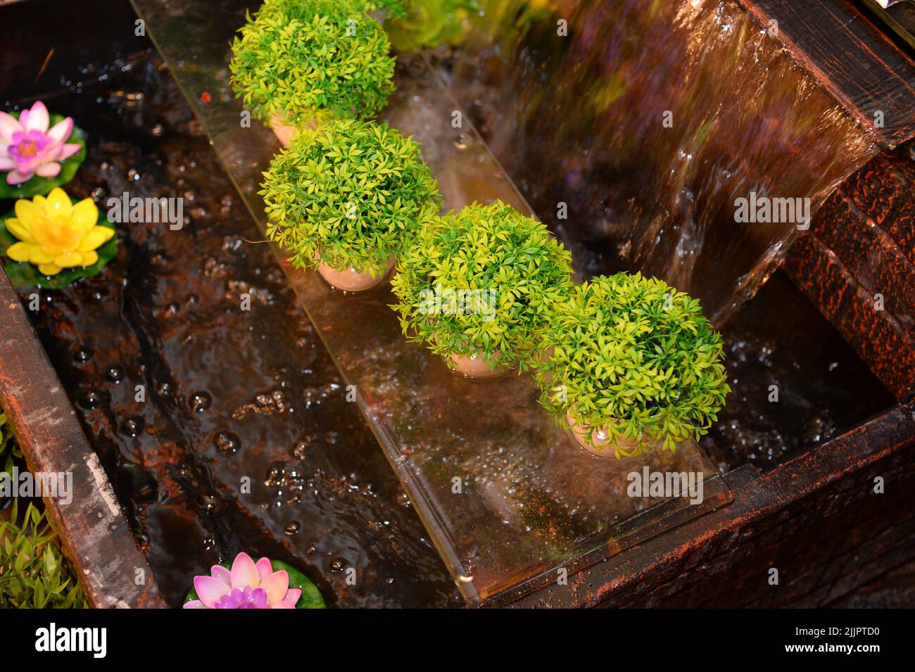 A top view of cute fluffy green plants in pots against an artificial ...