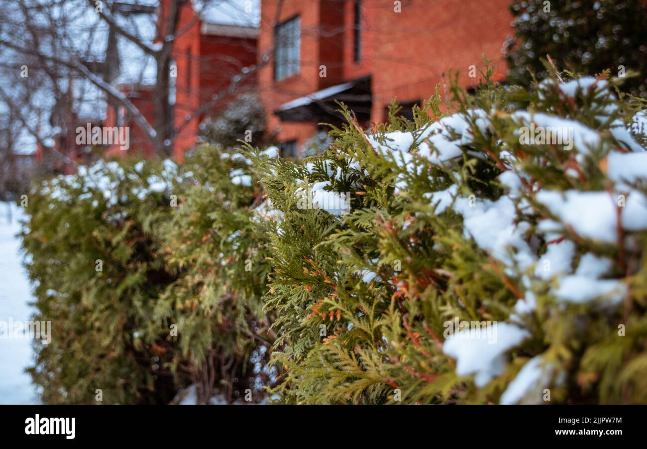 A row of bushes on the side of a street in Montreal, Canada with snow ...