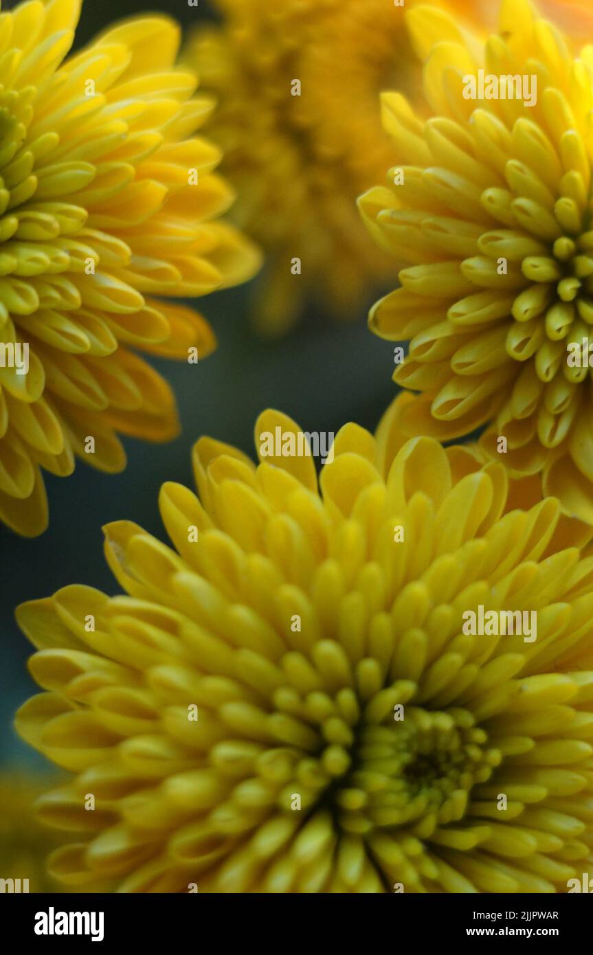 Chrysanthemum closeup photography hi-res stock photography and images ...