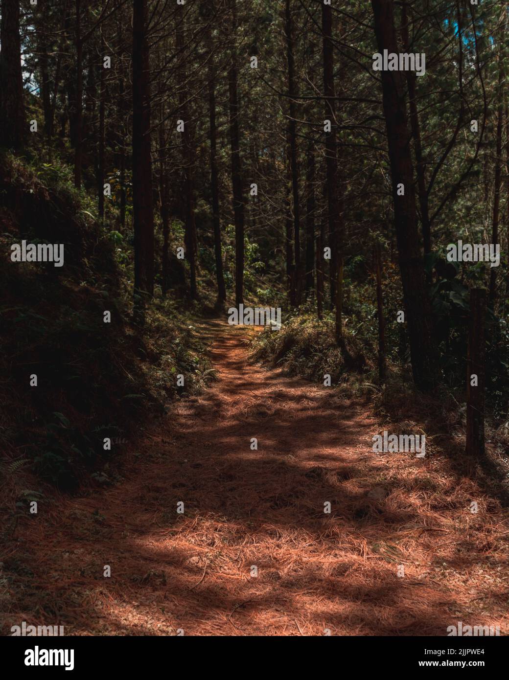 Sandy trees hi-res stock photography and images - Alamy