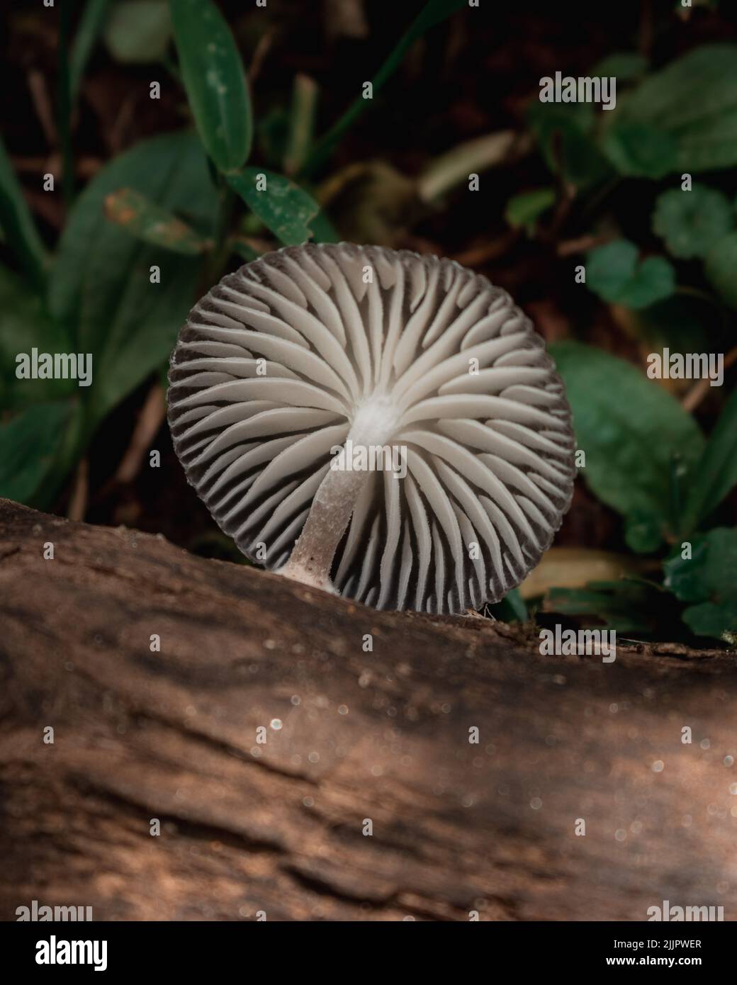 Mycena mushroom hi-res stock photography and images - Alamy