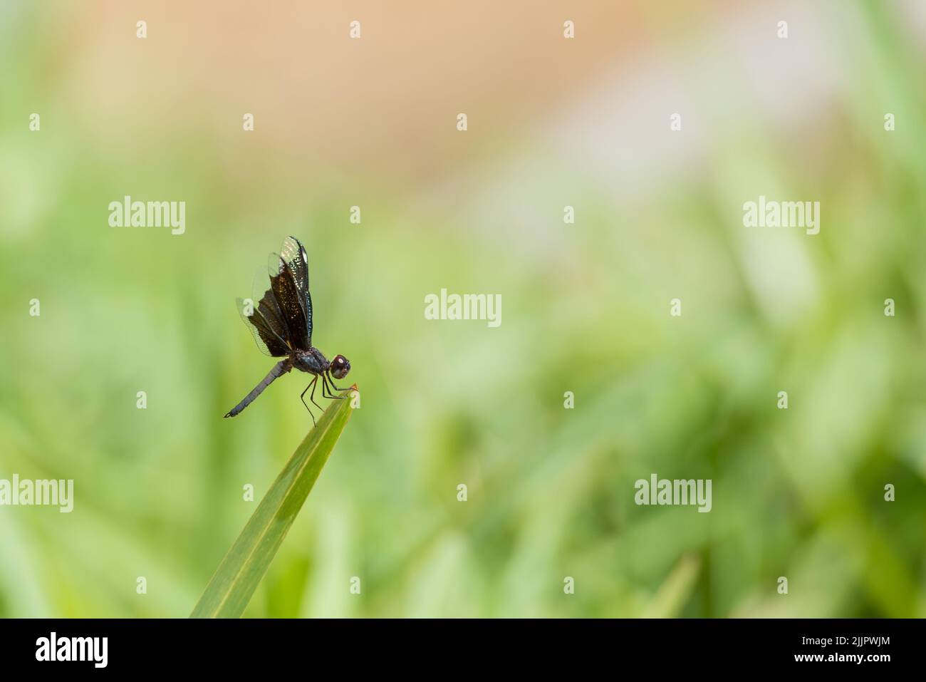 Dragonfly very small hi-res stock photography and images - Alamy
