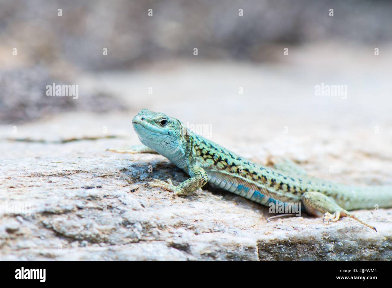 Lizard walking hi-res stock photography and images - Alamy