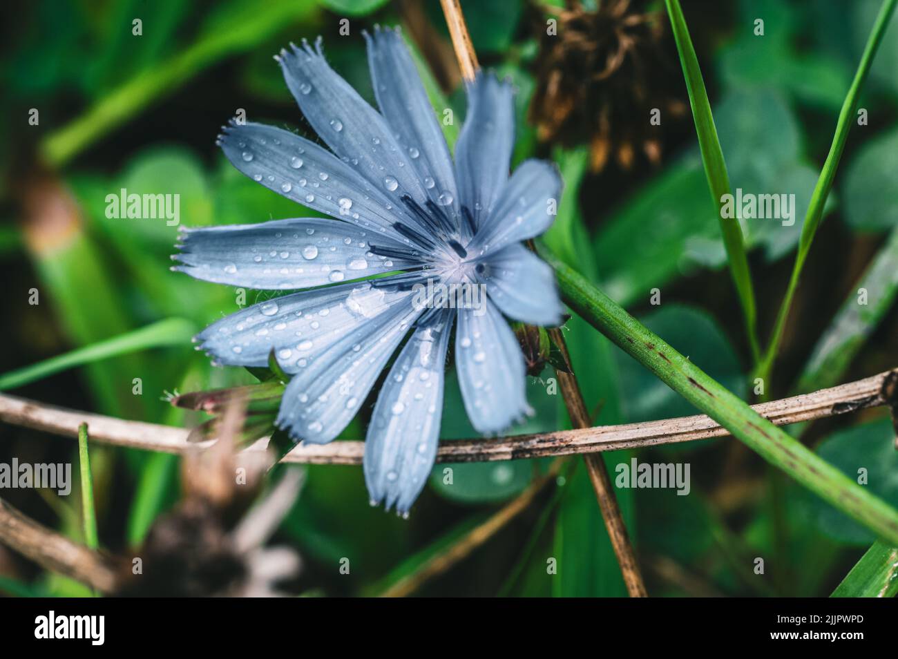 Blue chicory flower hi-res stock photography and images - Alamy