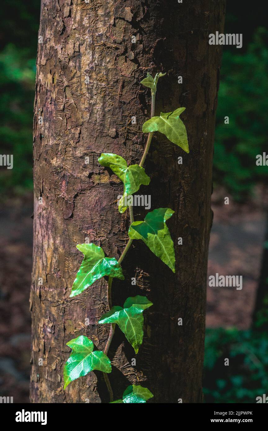 Vertical shot growing green hi-res stock photography and images - Alamy