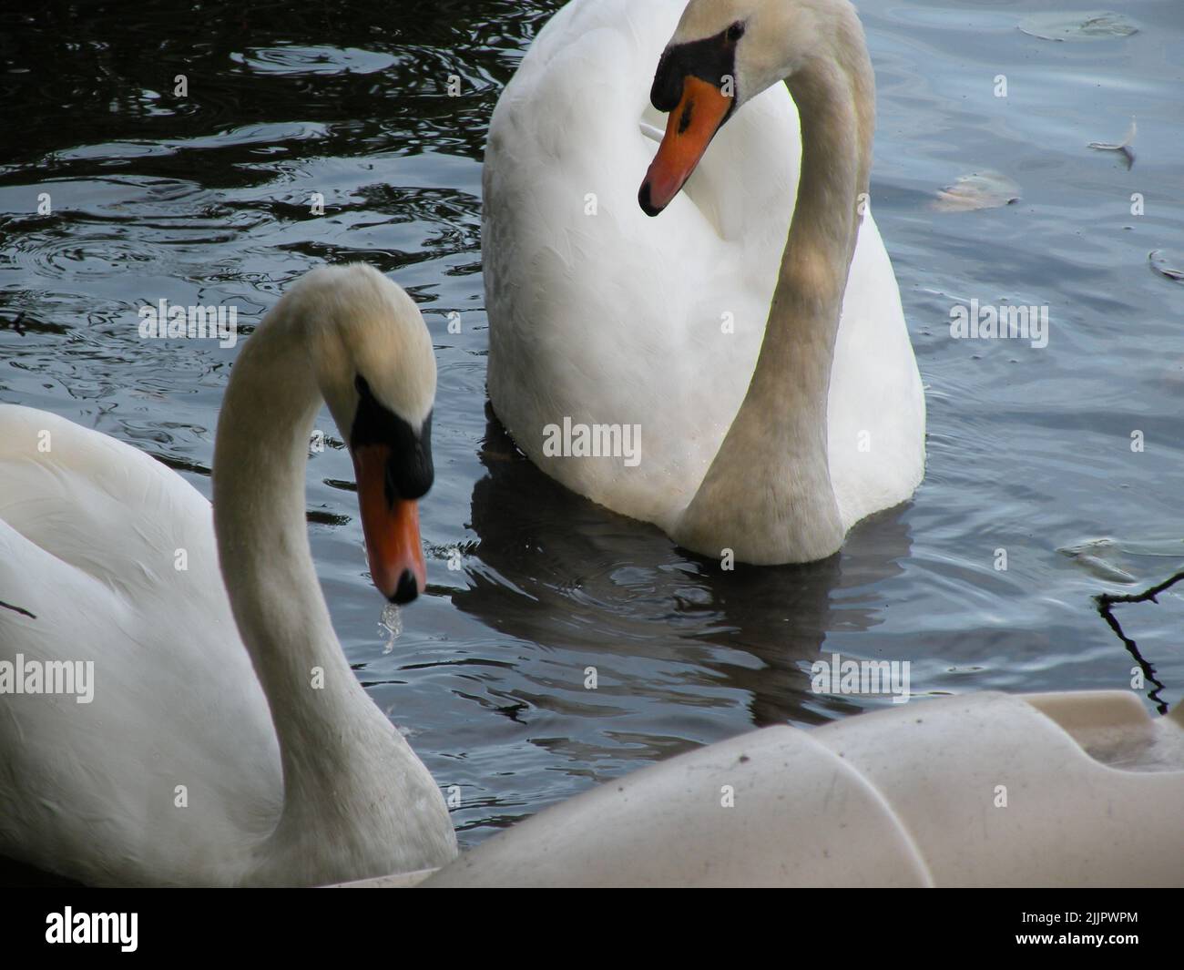 A closeup shot of graceful swans floating in the lake Stock Photo - Alamy