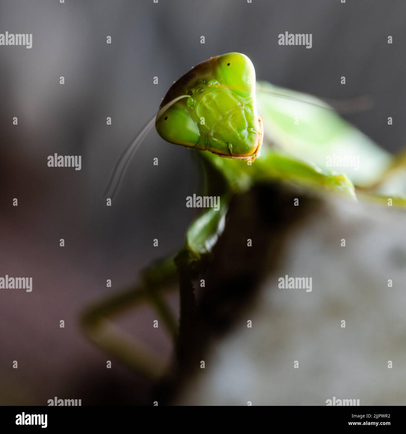 A macro shot of a green insect on a blurred background Stock Photo - Alamy