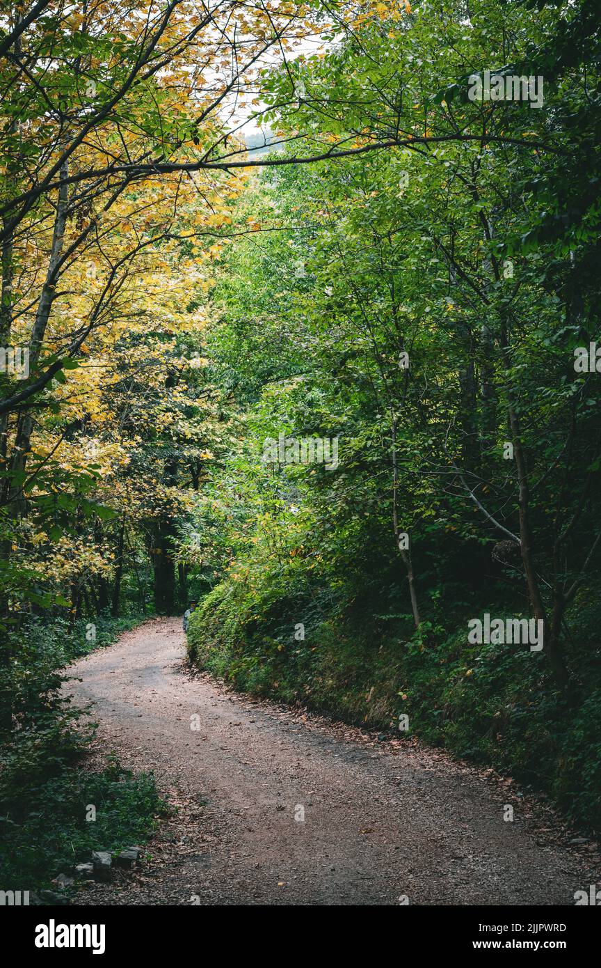 Pathway trees hi-res stock photography and images - Alamy