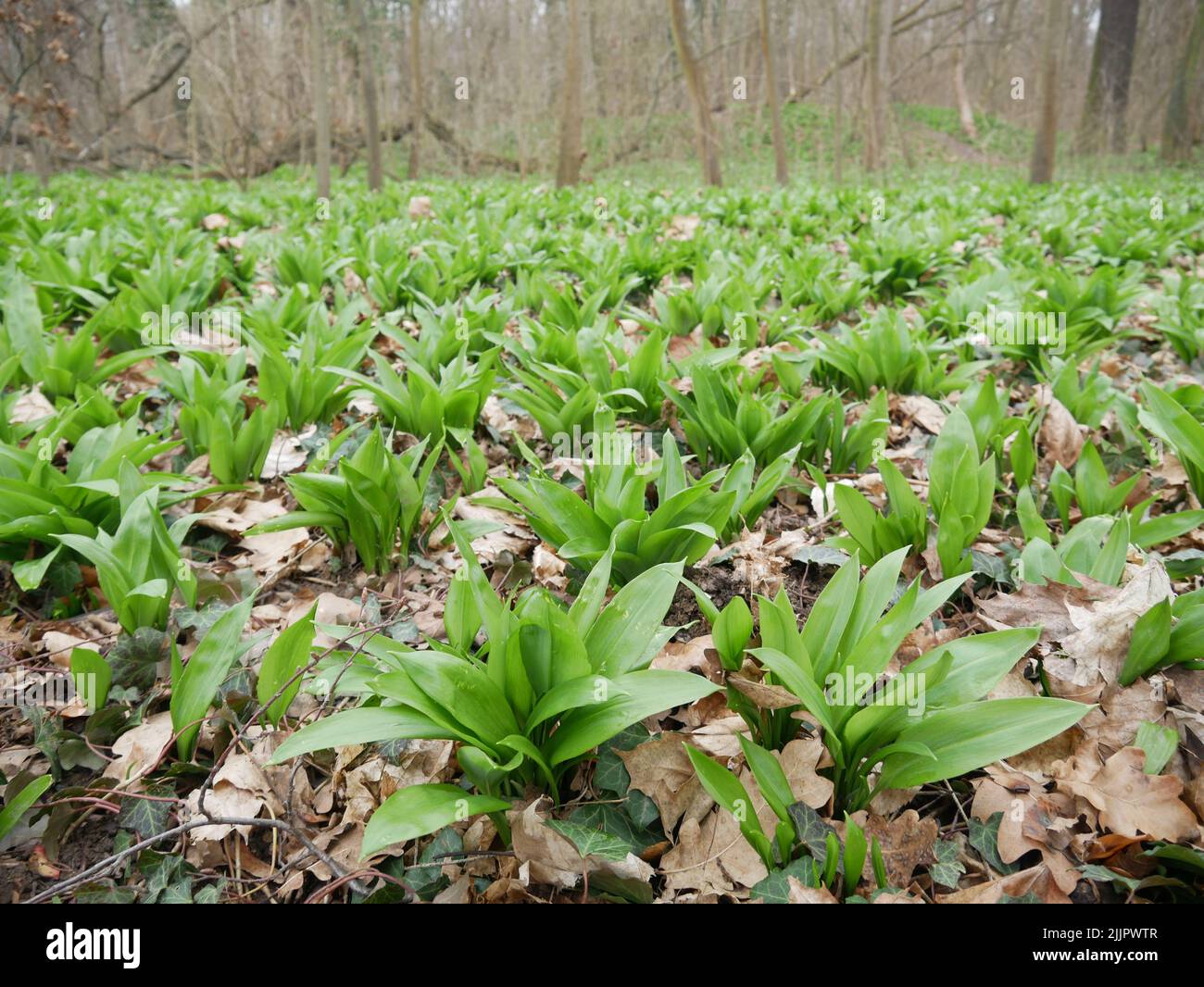 Field of young green wood garlic breaking through old leaves Stock ...