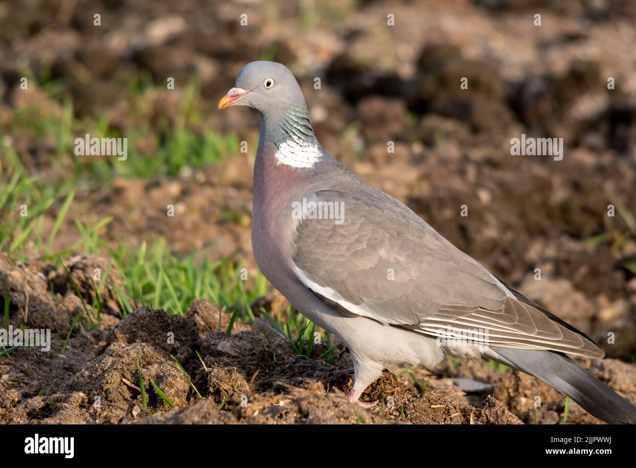 A closeup shot of a common wood pigeon Stock Photo - Alamy