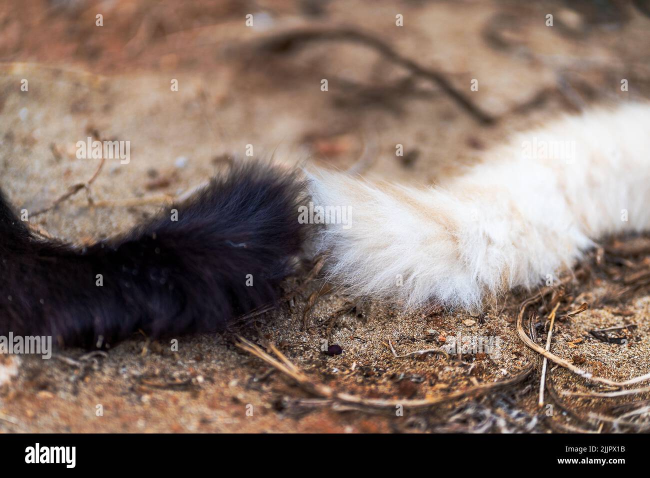 Love tales hi-res stock photography and images - Alamy