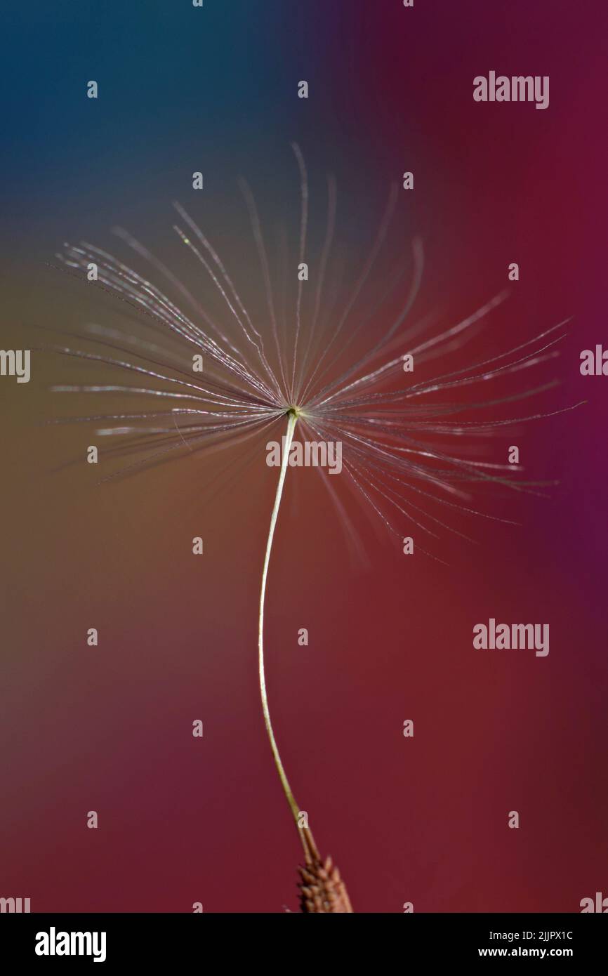 A shallow focus of a Common blue butterfly on yellow Sickle medick ...