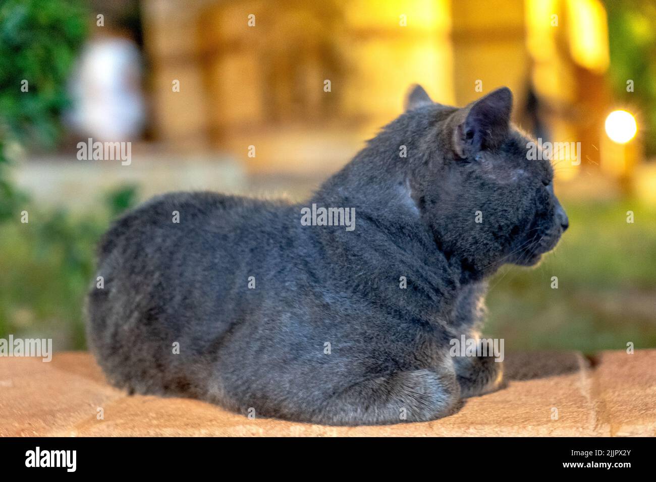 A closeup shot of a British shorthair on the blurry background Stock ...