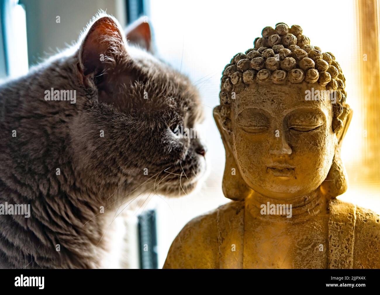 Buddha cat hi-res stock photography and images - Alamy