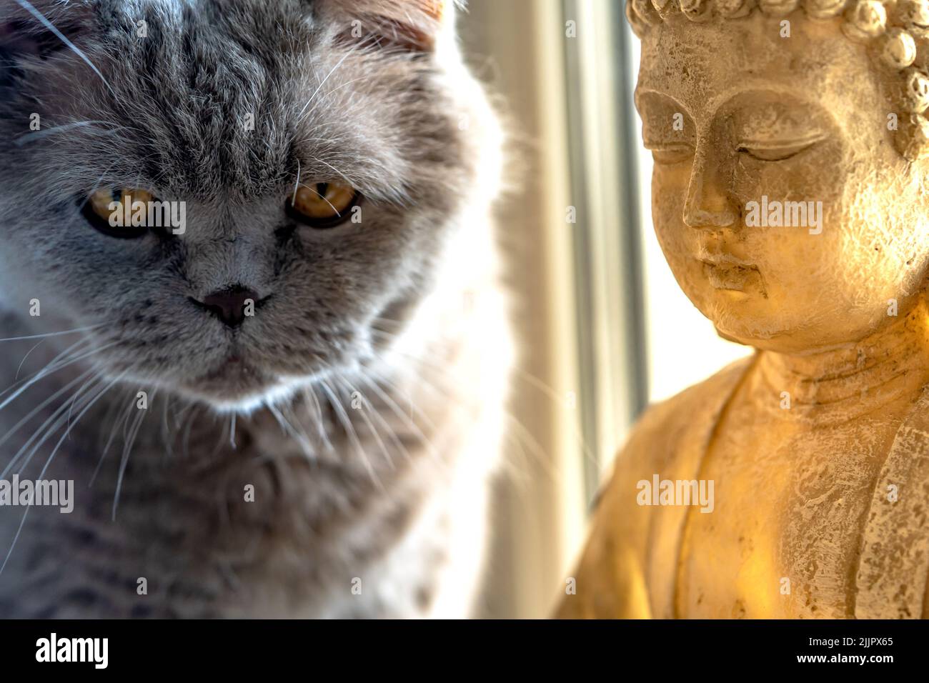 Buddha cat hi-res stock photography and images - Alamy