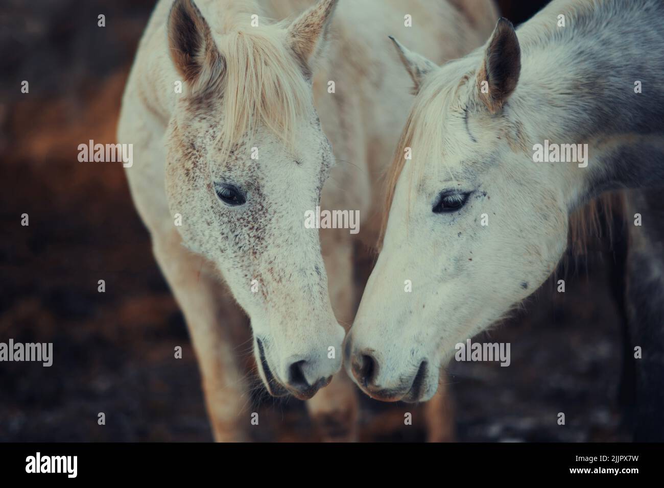 A romantic scene with a couple of white horses Stock Photo - Alamy