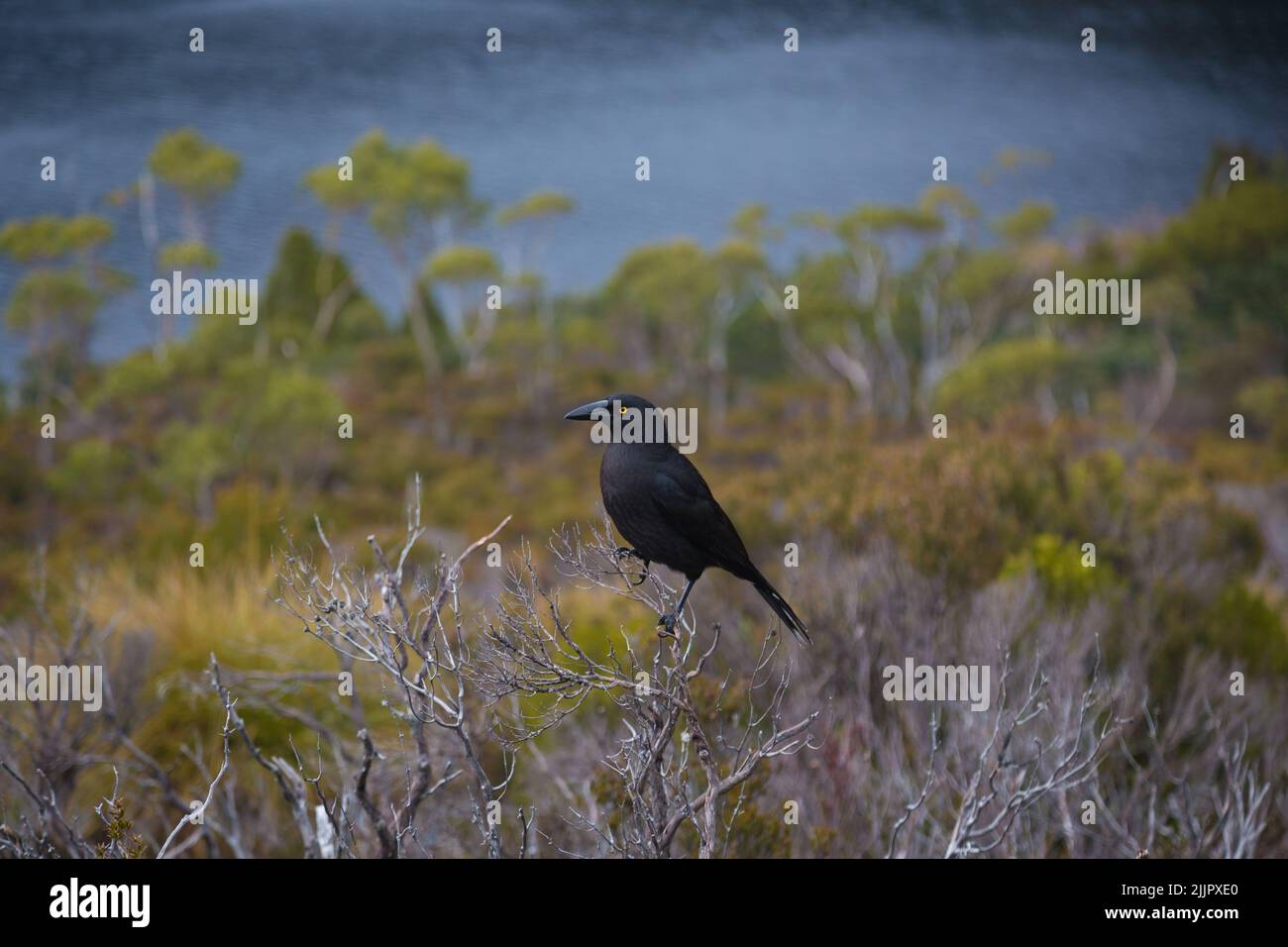 A closeup shot of a crow perched on a tree in the bank of Dove Lake in ...