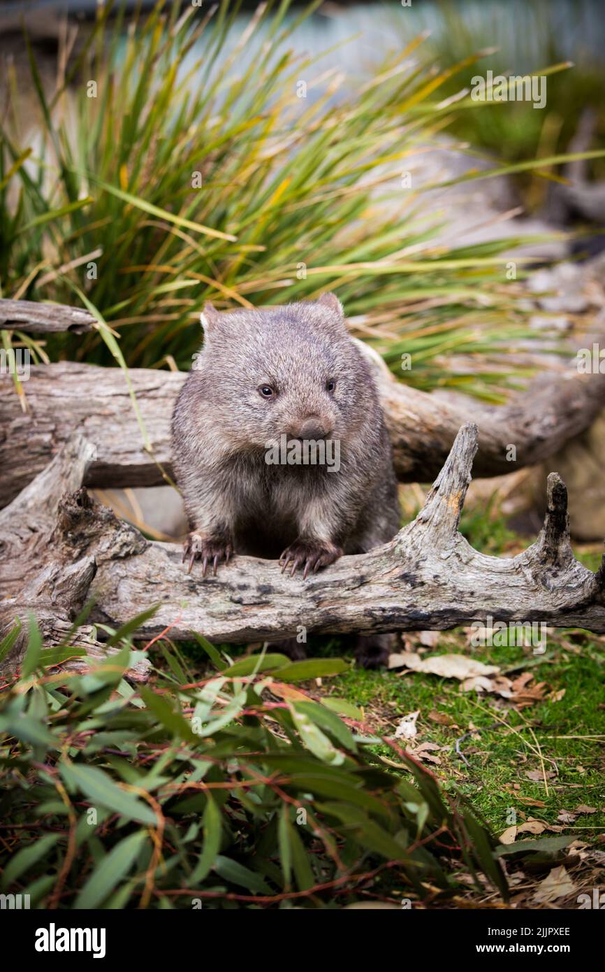 Mammal wombat hi-res stock photography and images - Alamy