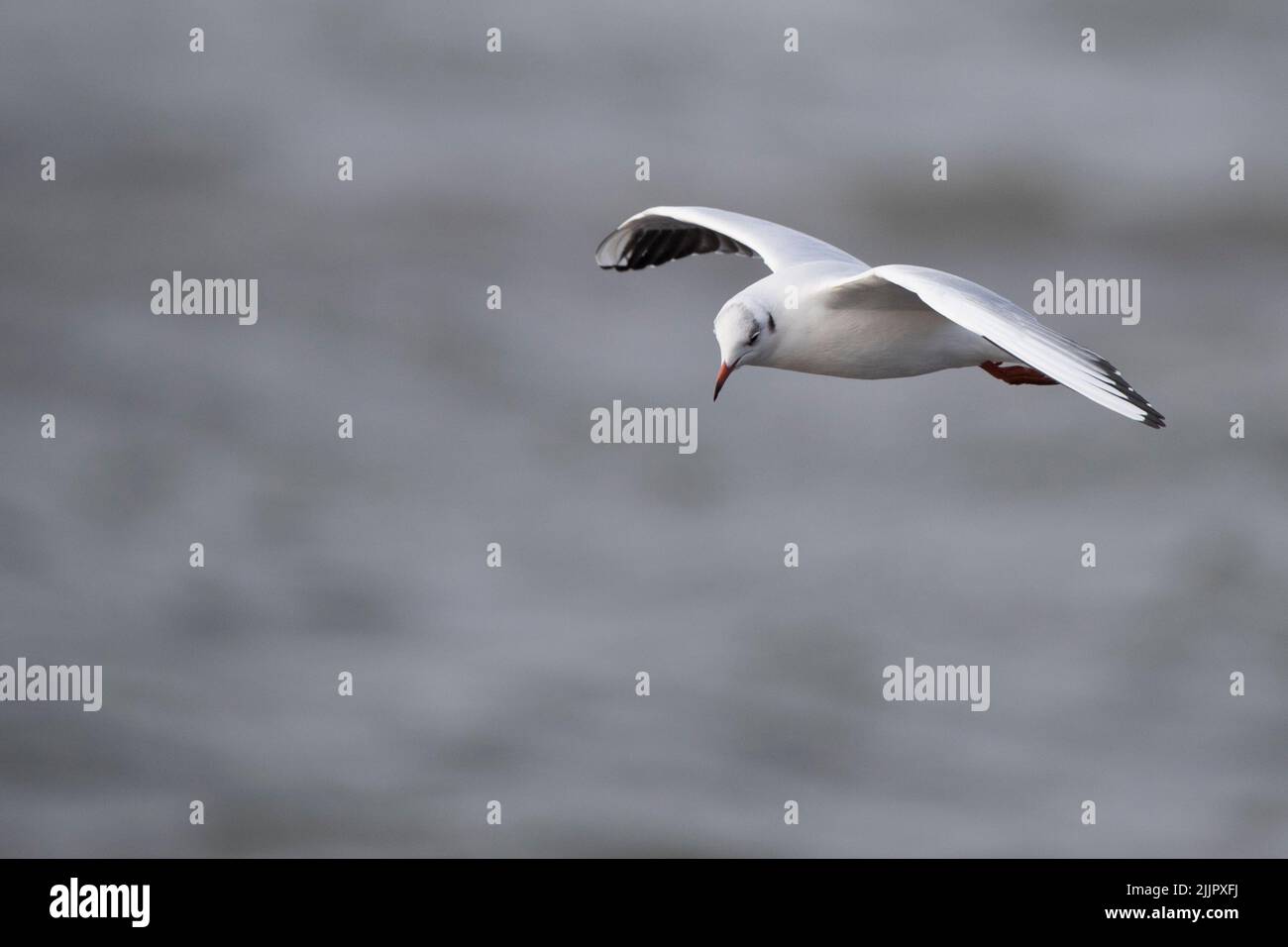 The birds flying over the sea Stock Photo - Alamy